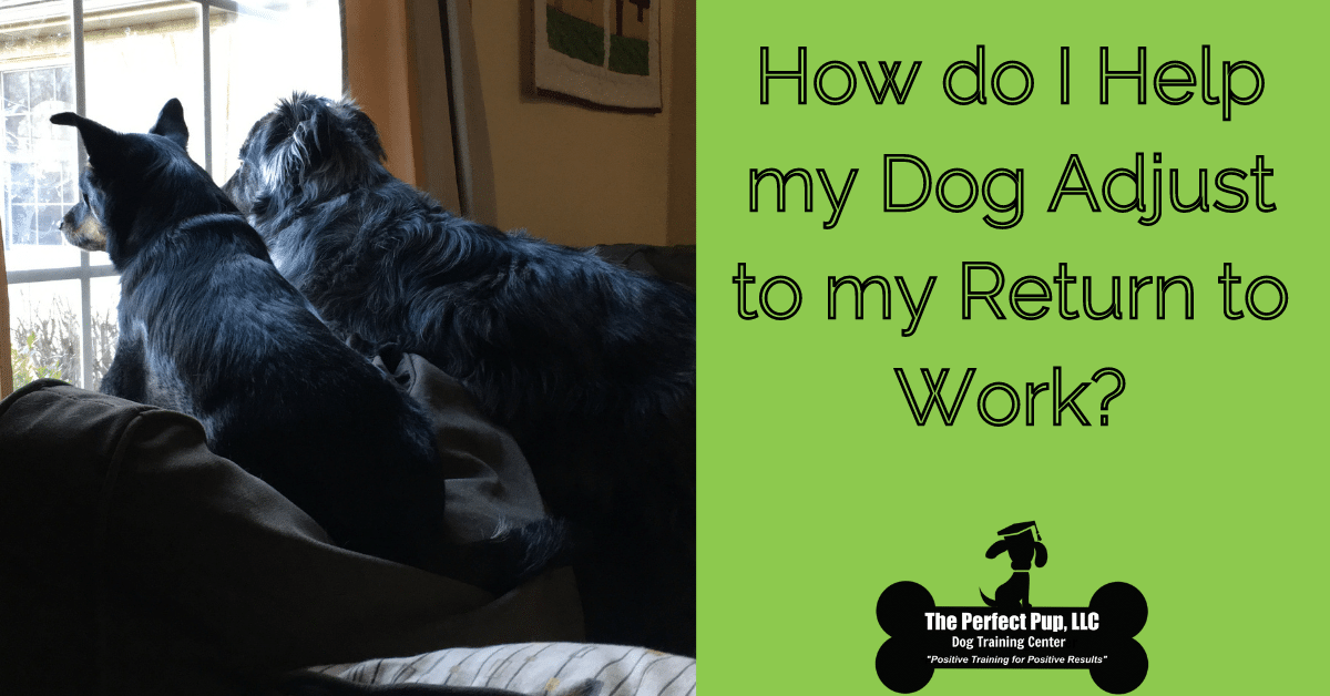 How do I Help my Dog Adjust to my Return to Work? | Blog | Perfect Pup